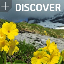 North American Rock Garden Society