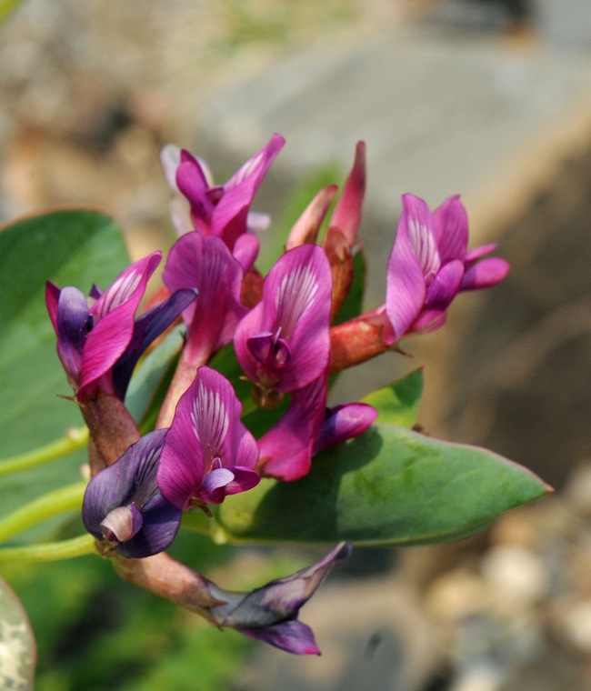 Astragalus asclepiadoides | North American Rock Garden Society