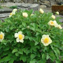 North American Rock Garden Society