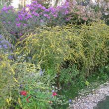 North American Rock Garden Society