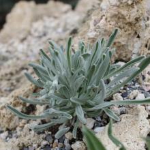 North American Rock Garden Society