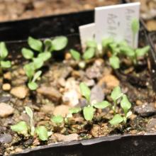 North American Rock Garden Society