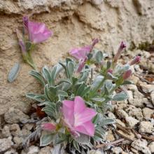 North American Rock Garden Society