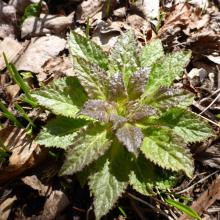 North American Rock Garden Society