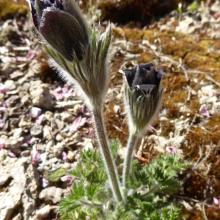 North American Rock Garden Society