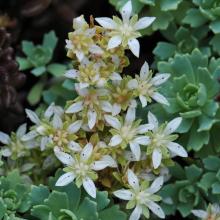 North American Rock Garden Society