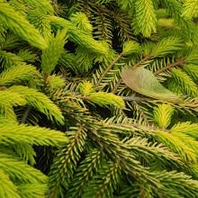 North American Rock Garden Society