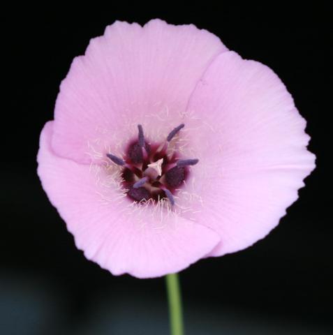 Calochortus splendens (Splendid mariposa lily)