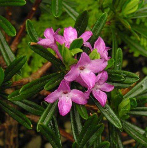 Daphne arbuscula | North American Rock Garden Society